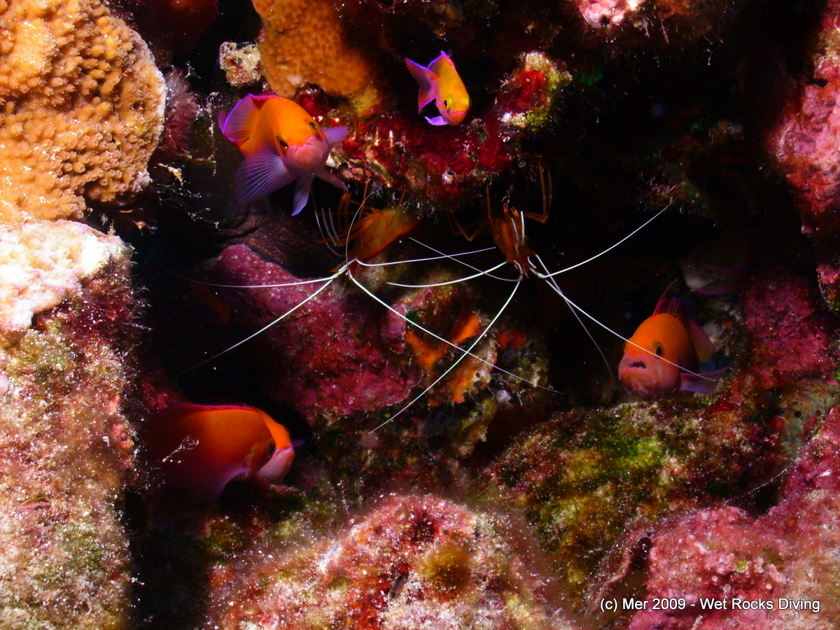 Benefits to Training in Kona | Wet Rocks Diving