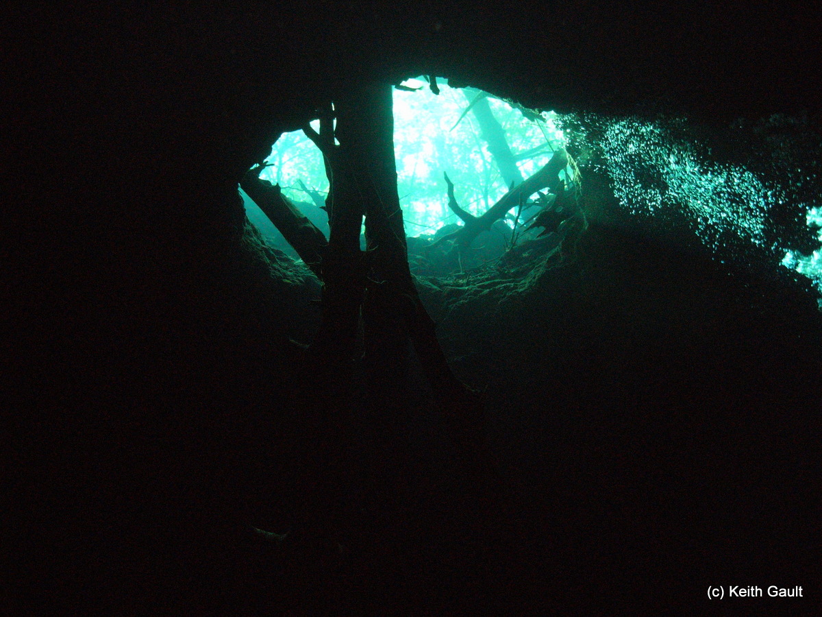 N. Florida: Caves, Springs | Wet Rocks Diving