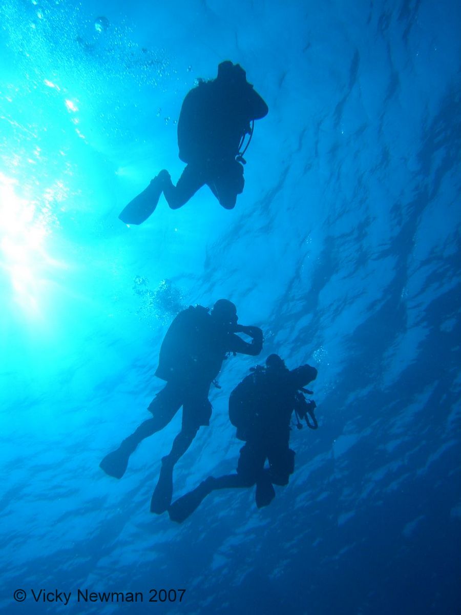 Guided Dives: Rec/Cave/Tech | Wet Rocks Diving